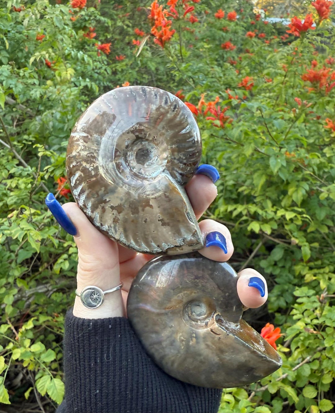 Ammonite, Opalized Ammonite, Fossil, Ammonite Fossil, Qty. 1 - Etsy