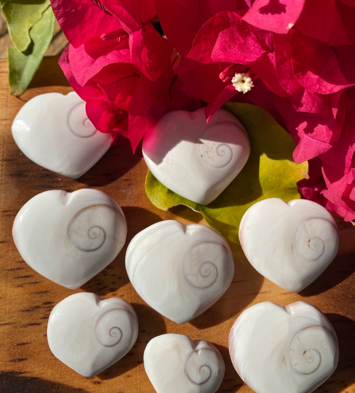 Shiva Eye Shiva Shell Shiva Shell Heart Qty. 1 | Etsy