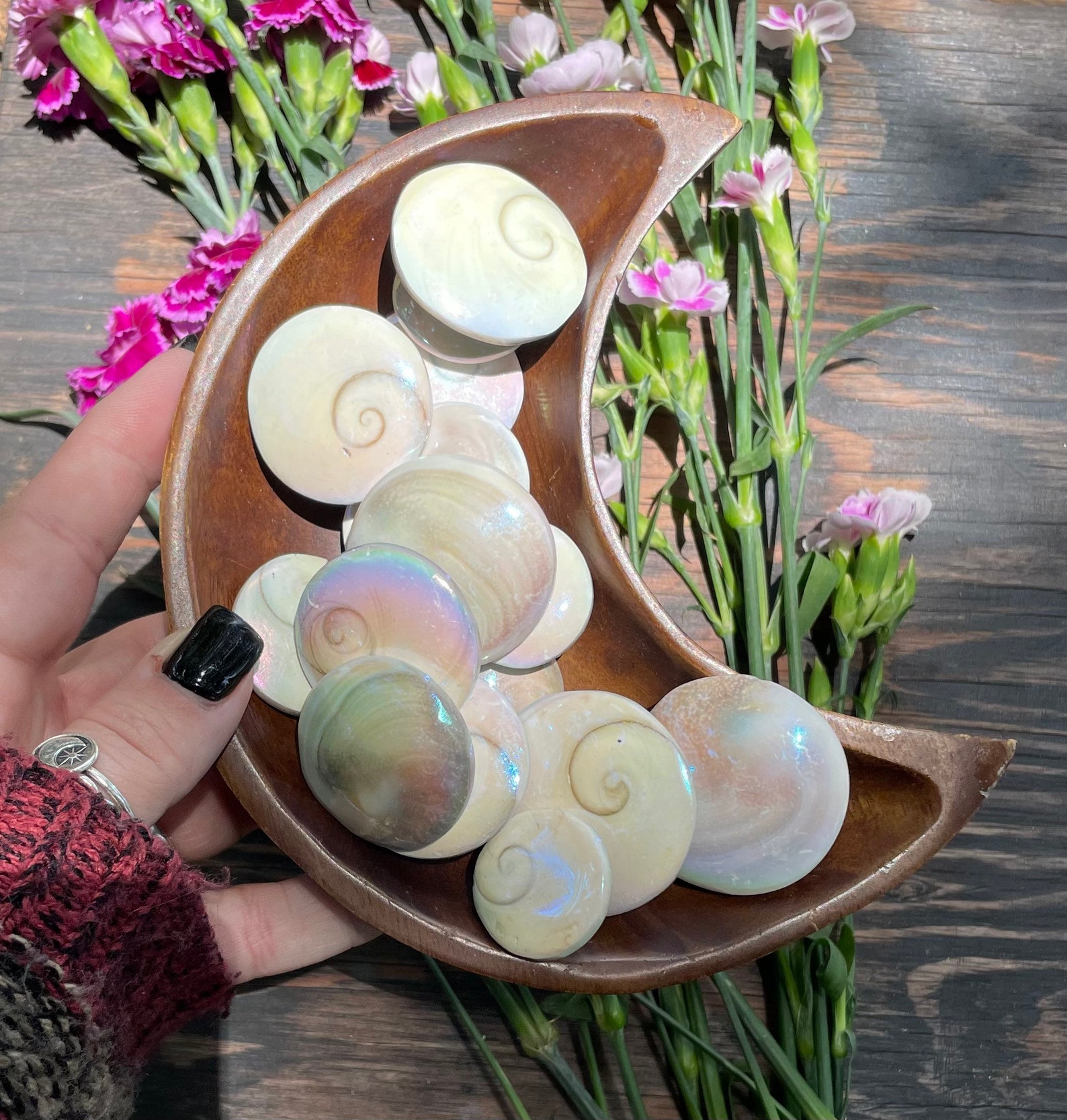 AURA. Shiva Eye Shiva Eye Shell Qty. 1 Round ENHANCED - Etsy