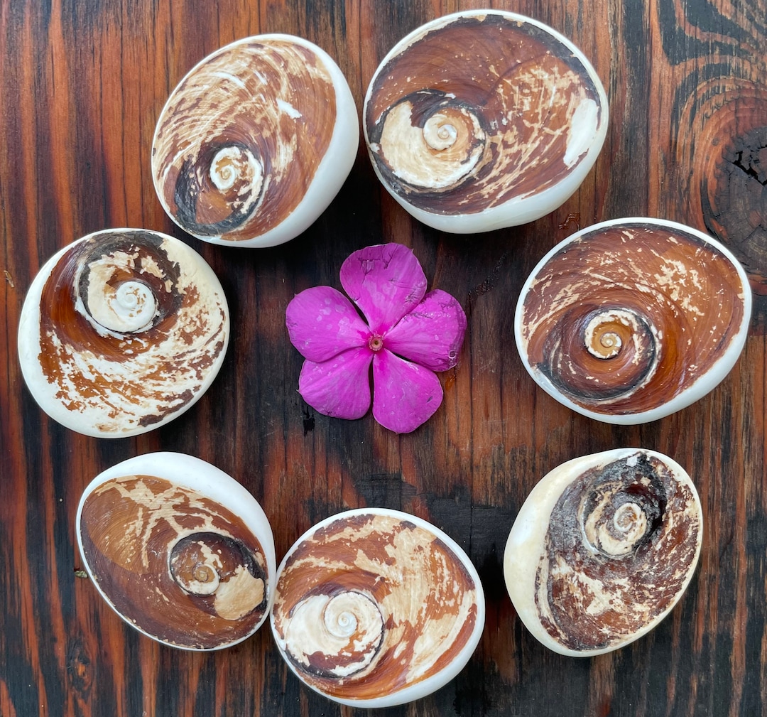 Cat’s Eye Shell, Shiva Eye, Shiva Shell, Raw Cats Eye, Qty. 1 - Etsy