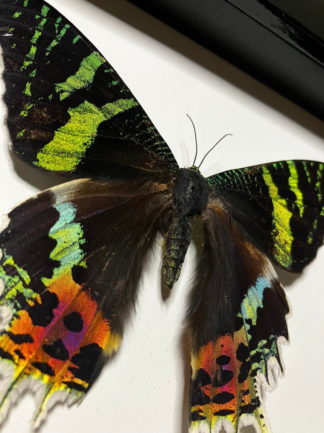 Framed Real Madagascar Sunset Moth (chrysiridia Rhipheus) - Etsy