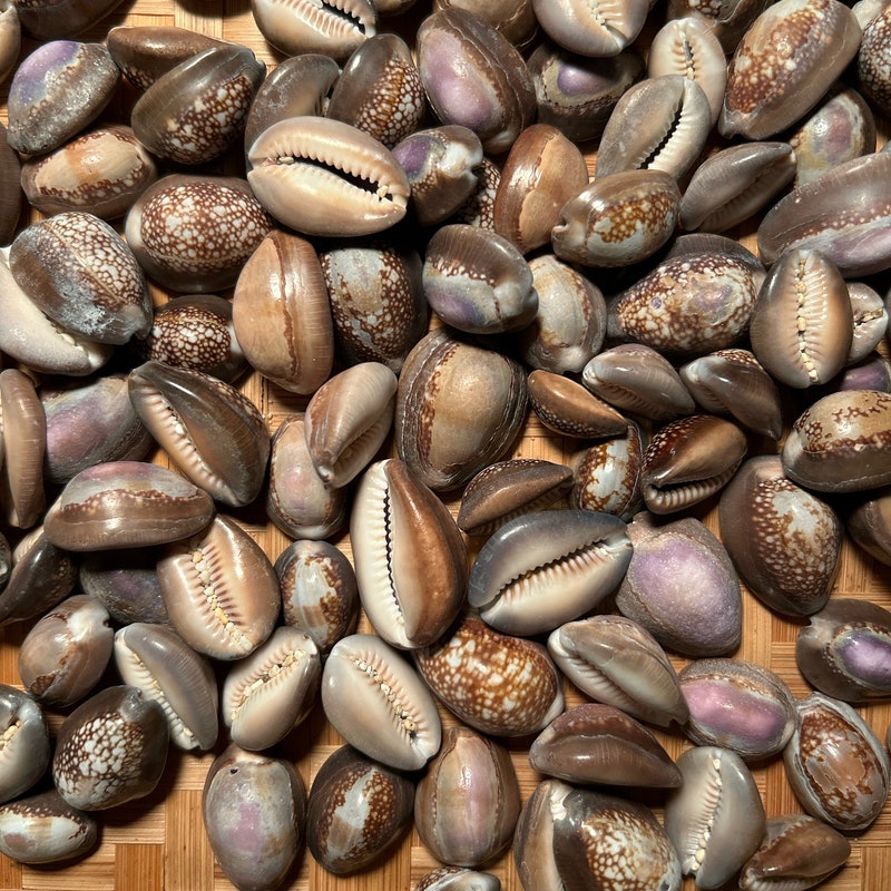 Hawaiian Cowrie - Etsy