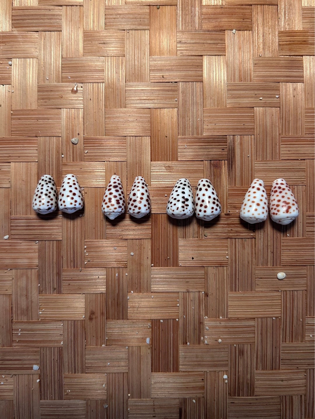 Pair of Hawaiian Flea Cones - Etsy