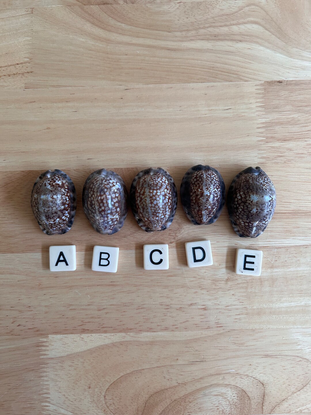 Petite Reticulated Cowrie Shell - Etsy
