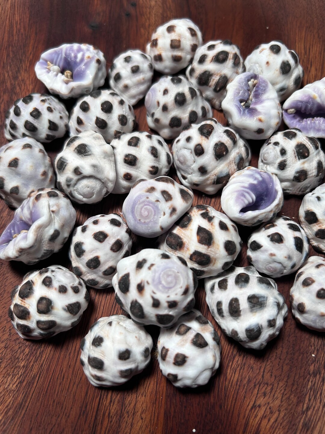 Mulberry Drupe Shells - Etsy