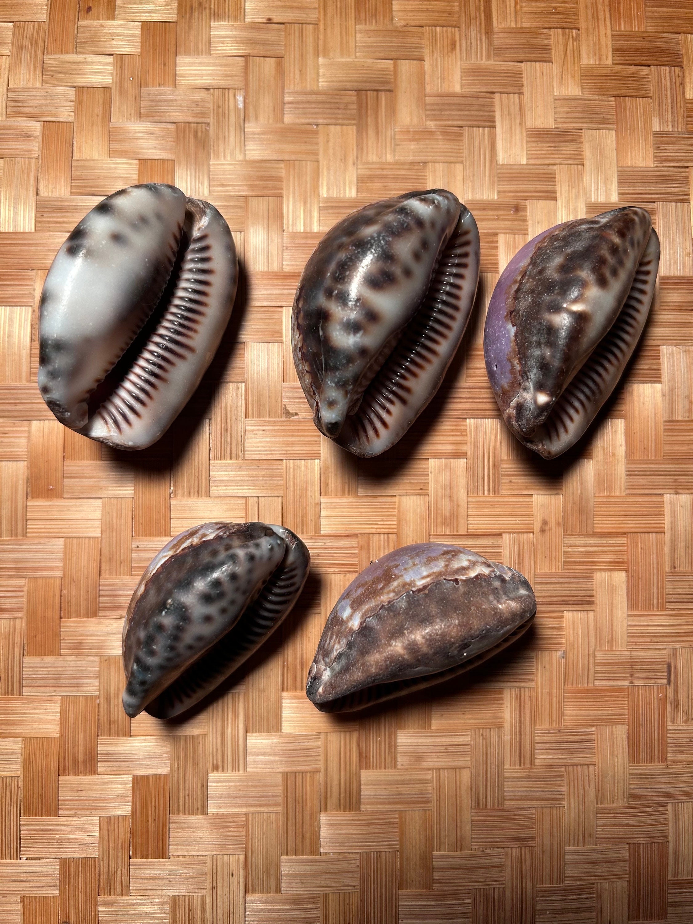 Surf Tumbled Reticulated Cowrie Shell - Etsy