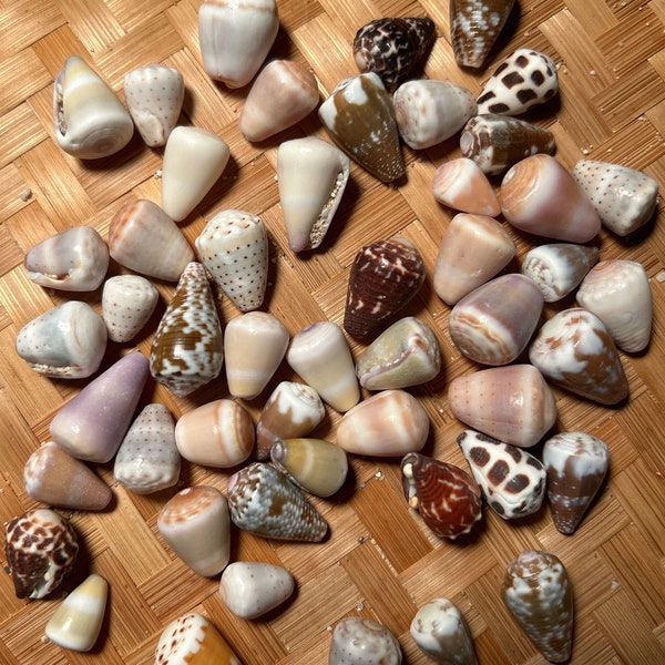 Hawaiian Cone Shell - Etsy