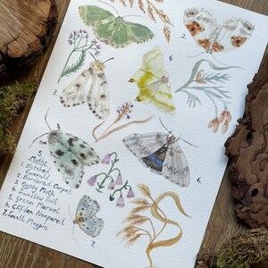 Moths – A4 Print - Etsy