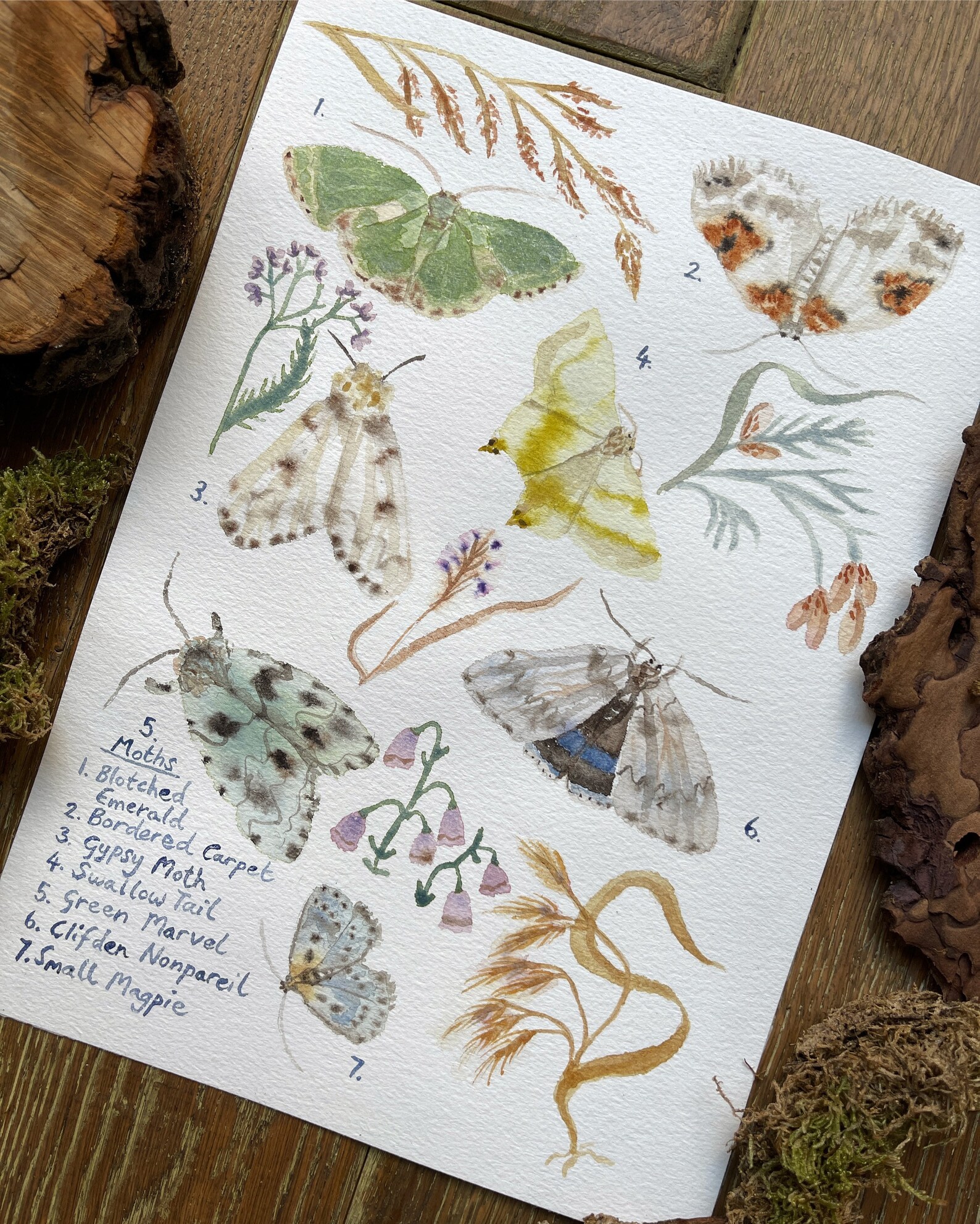 Moths – A4 Print - Etsy