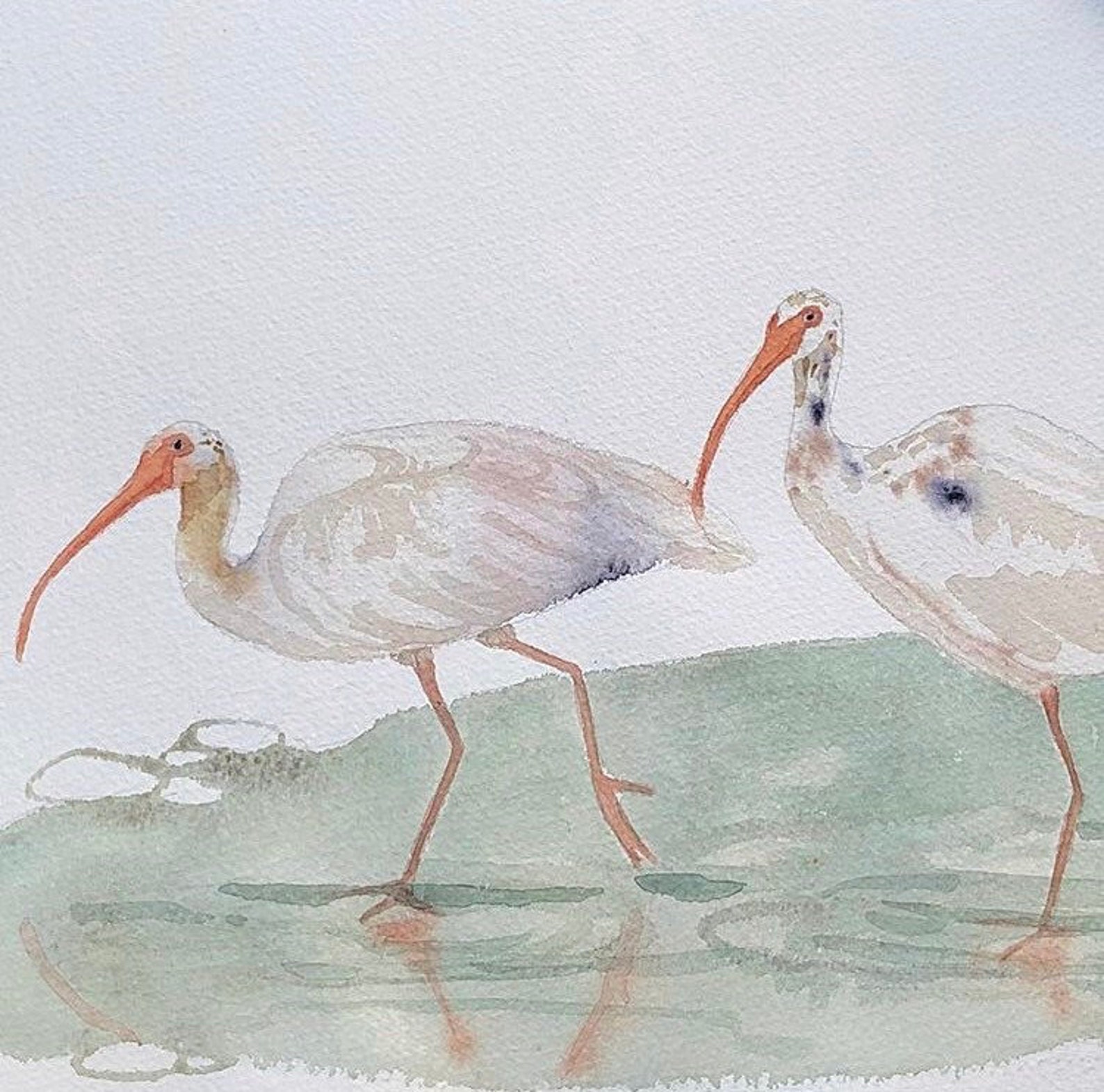 Ibis Birds Print A4 Print - Etsy