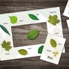Leaf Shapes in Real Life – Montessori Leaf Cabinet | 18 Pictures With ...
