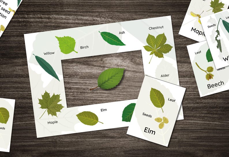 Tree Leaf & Seed Identification Cards: Forest School Printable (digital ...