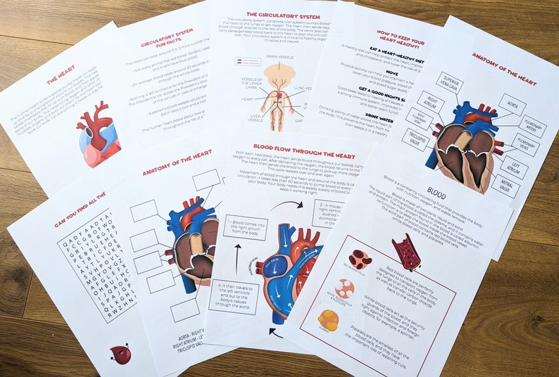 Heart & Circulatory System Study Pack: Kids Biology (digital Download ...