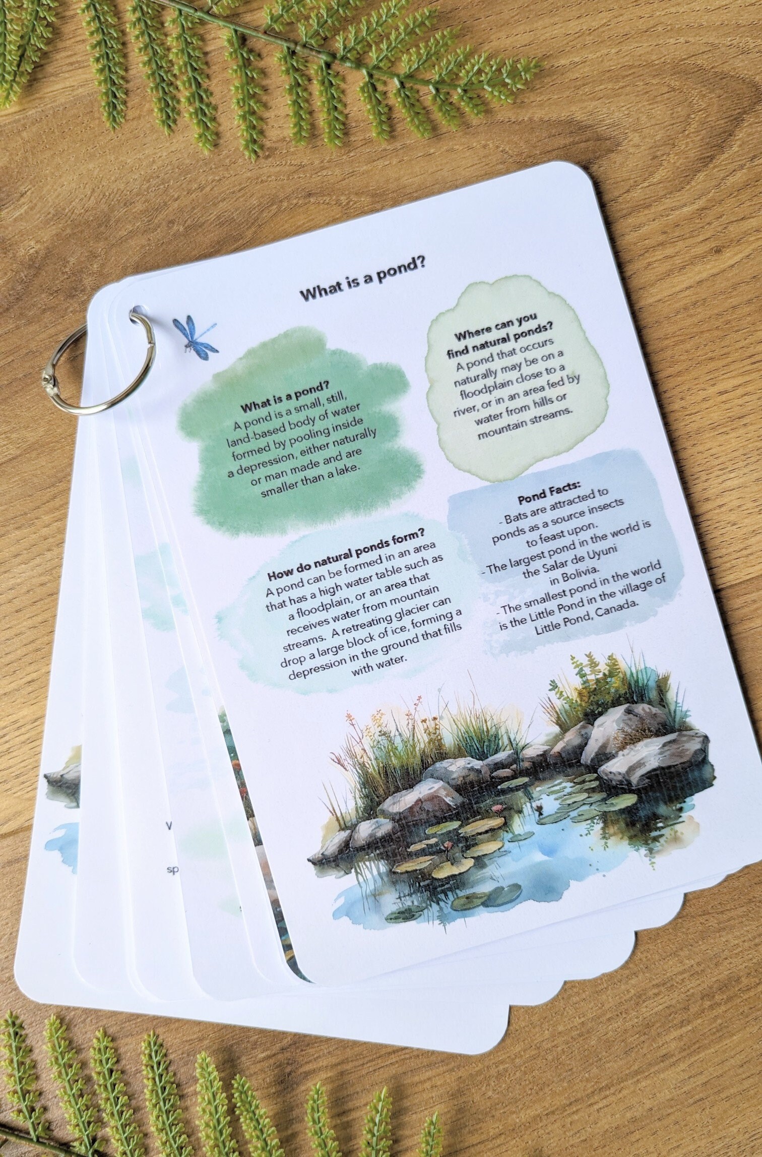 Pond Unit Study Pack Instant Digital Download Mini Beast Pond Life ...