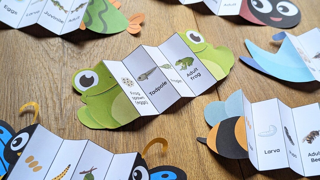 Life Cycle Fold Out Activity: Insect, Bird, Fish, Frog, Bee (PDF Print ...