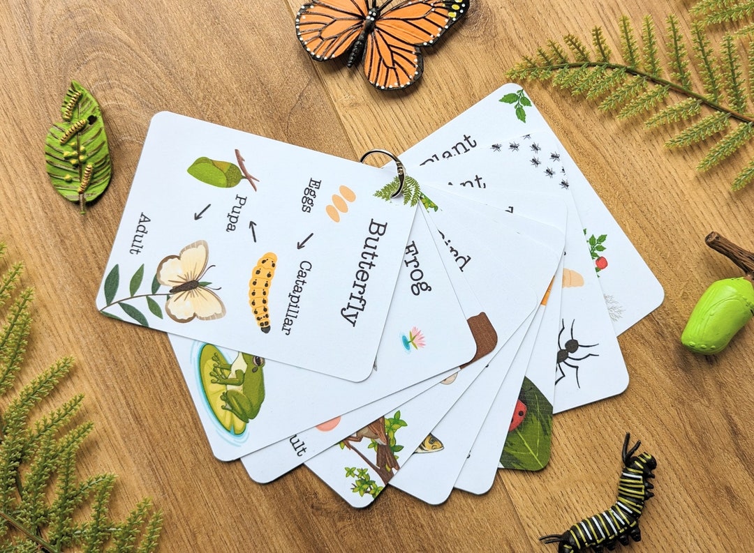Nature Flash Cards Life Cycle Printable Cards Biology - Instant ...