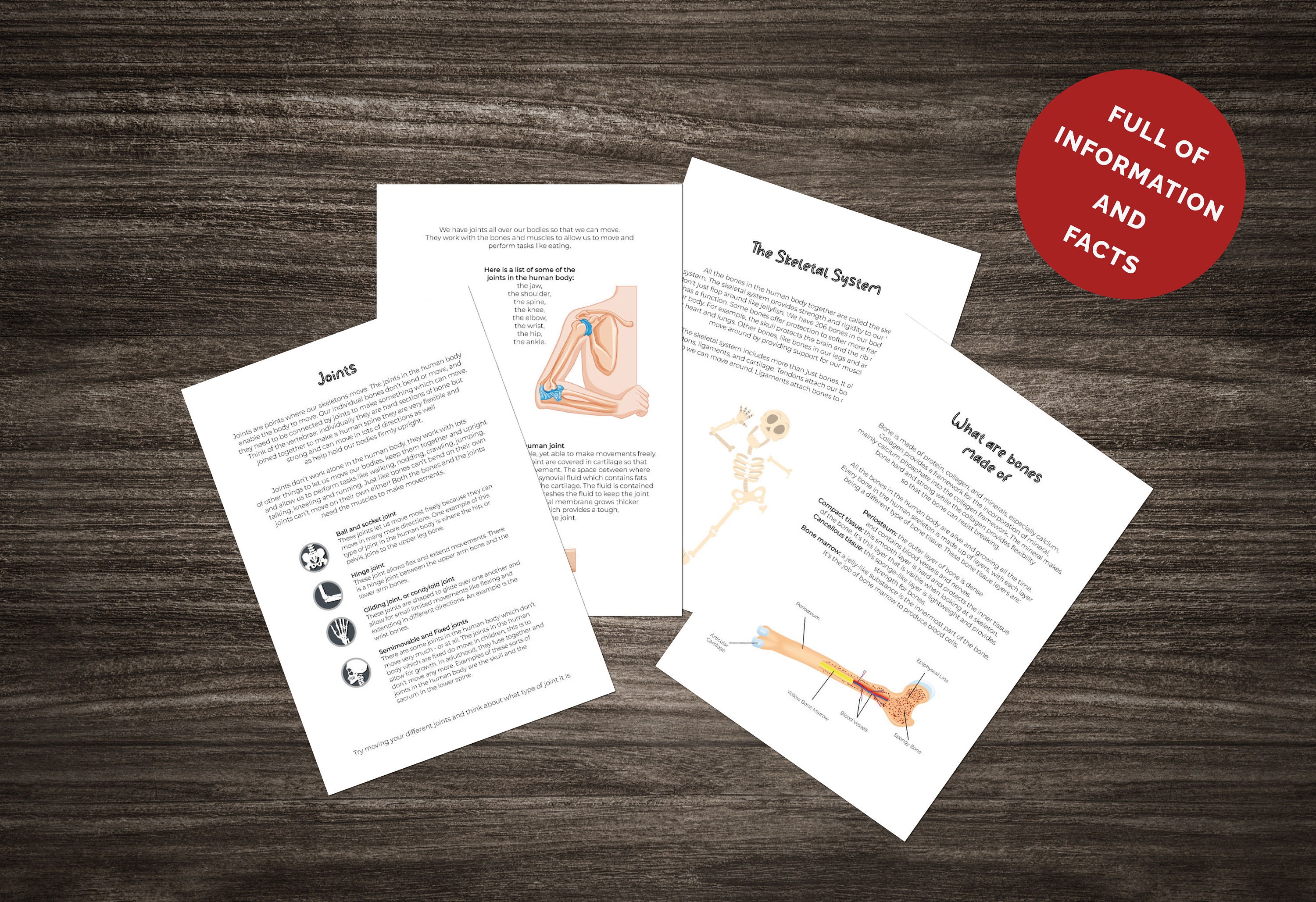 Skeletal System Study Pack: Biology & Science Learning (digital ...