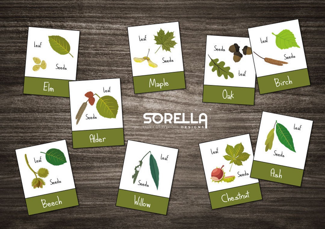 Nature Tree Leaf Seed Identification Cards Forest School Home School ...