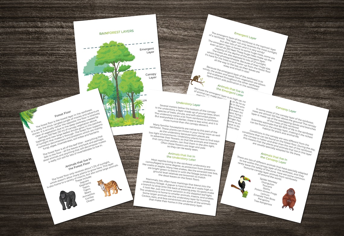 Rainforest Unit Study Learning Pack 26 Pages - Instant Digital Download ...