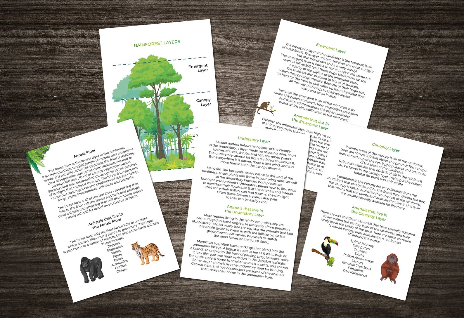 Rainforest Unit Study Learning Pack 26 Pages - Instant Digital Download ...
