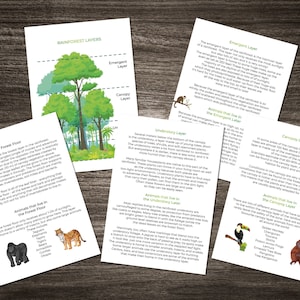 Rainforest Unit Study Learning Pack 26 Pages - Instant Digital Download ...