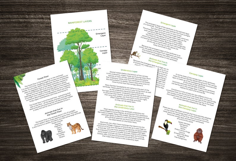 Rainforest Unit Study Learning Pack 26 Pages - Instant Digital Download ...