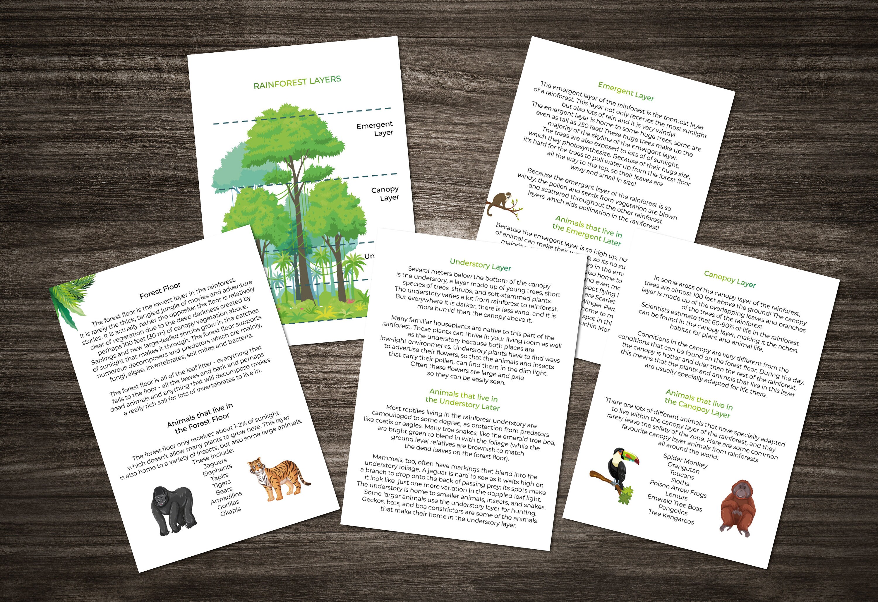 Rainforest Unit Study Learning Pack 26 Pages - Instant Digital Download ...