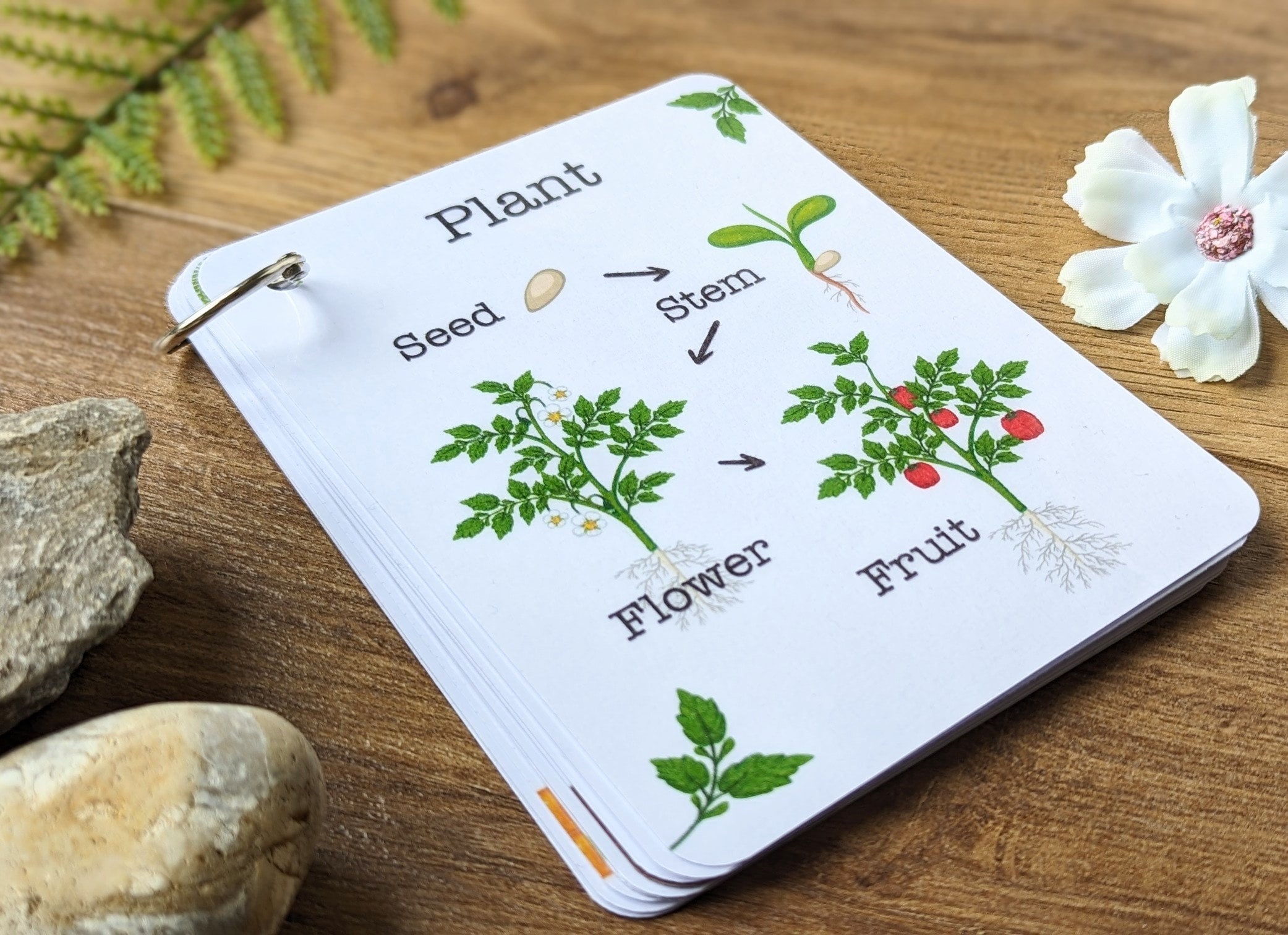 Nature Flash Cards Life Cycle Printable biology Instant Download ...