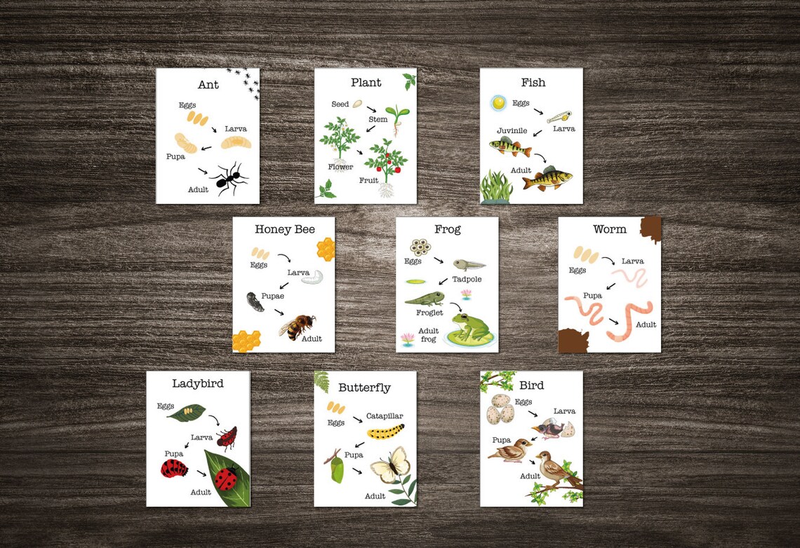 Nature Flash Cards Life Cycle Printable biology Instant Download ...