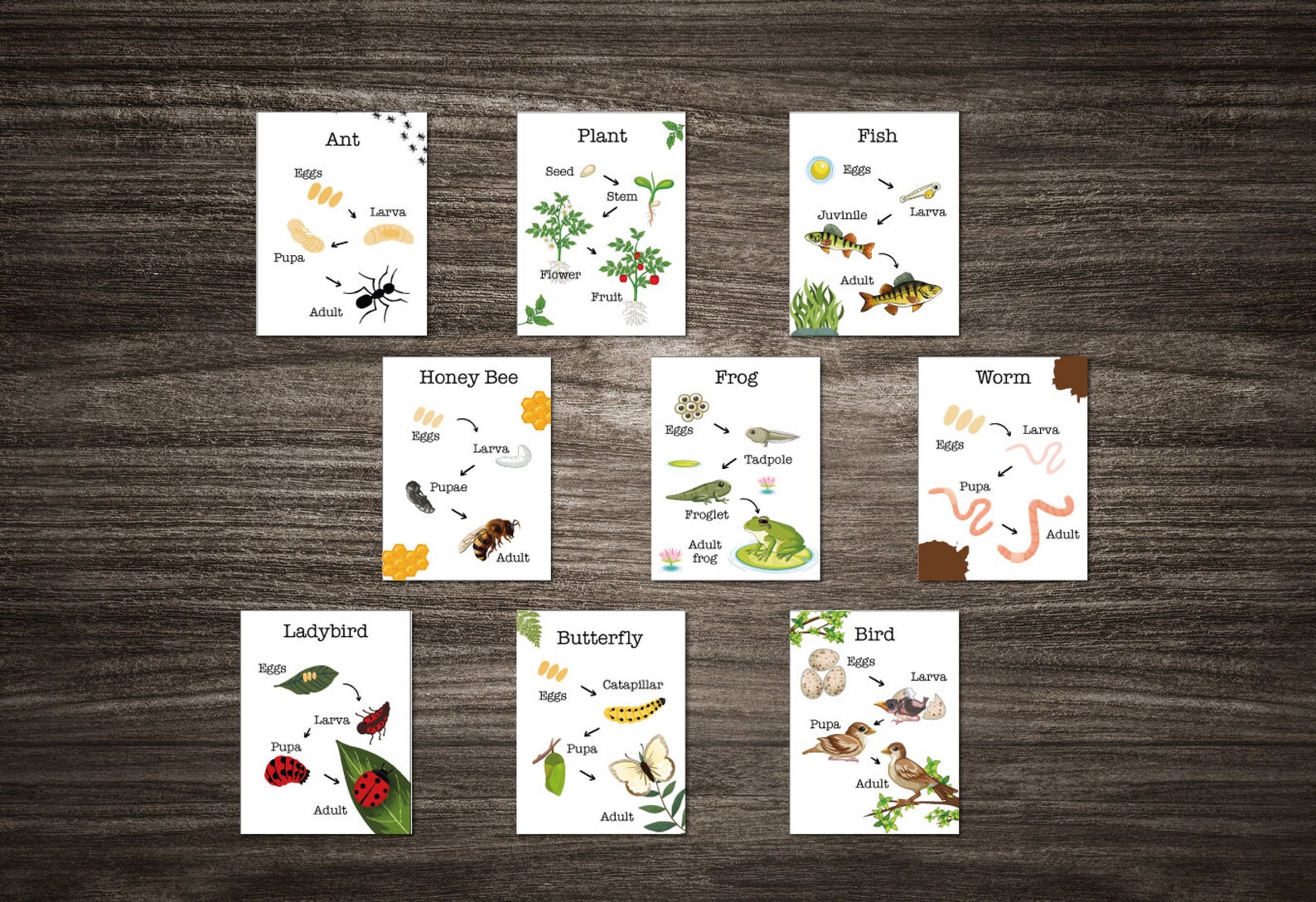 Nature Flash Cards Life Cycle Printable biology Instant Download ...