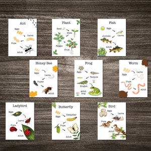 Nature Flash Cards Life Cycle Printable biology Instant Download ...