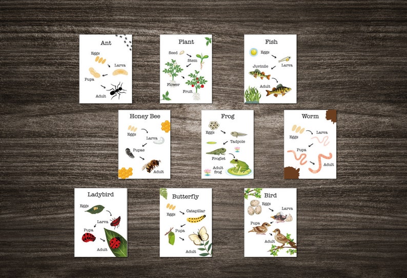 Nature Flash Cards Life Cycle Printable biology Instant Download ...