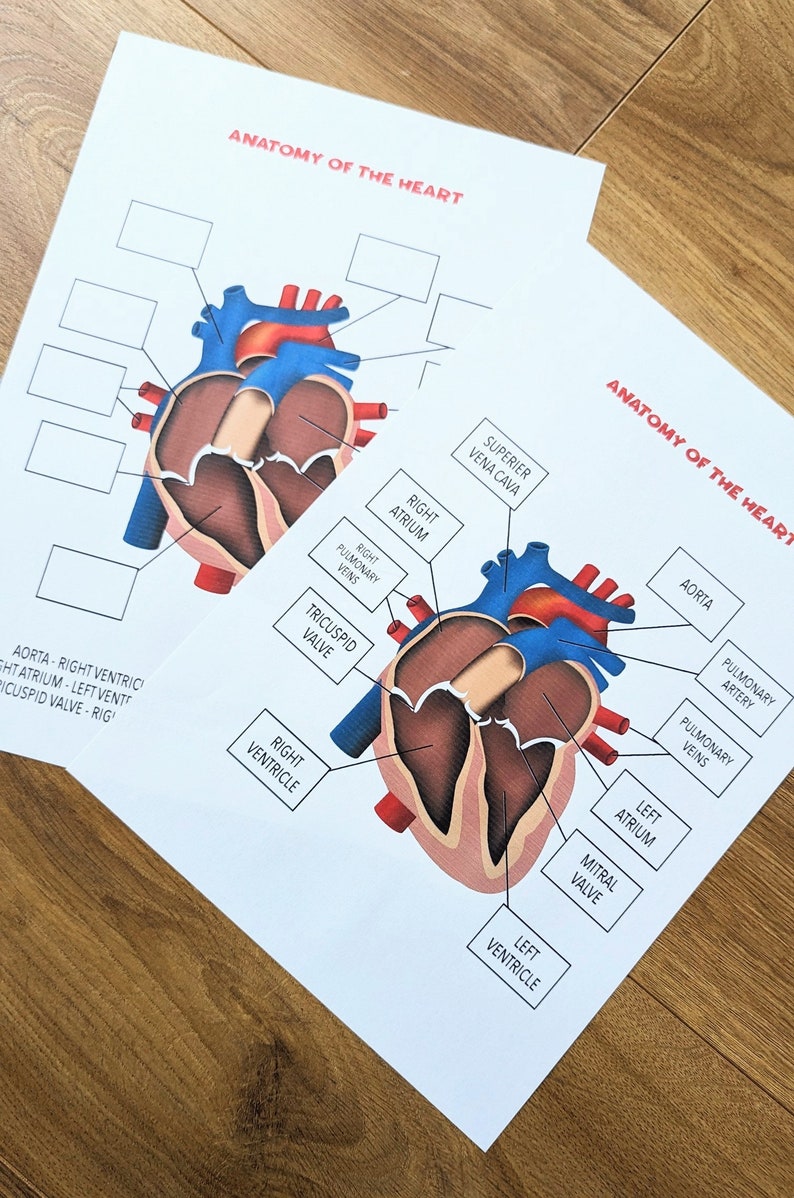 Heart, Circulatory System Learning Unit Study Pack - Biology - Science ...