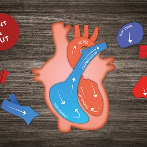 Heart Circulatory System Labelling Cut Out Model - Science / Biology ...