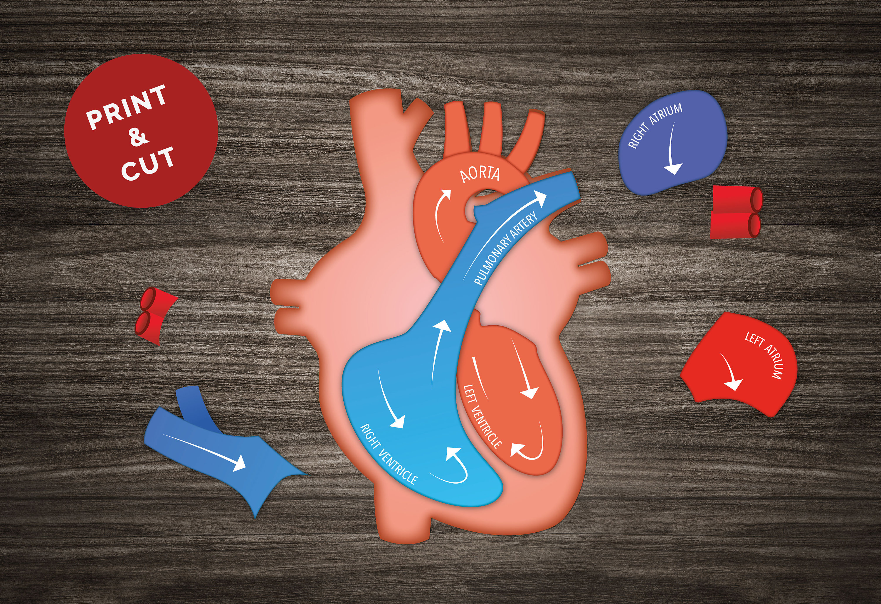 Heart Circulatory System Labelling Cut Out Model - Science / Biology ...