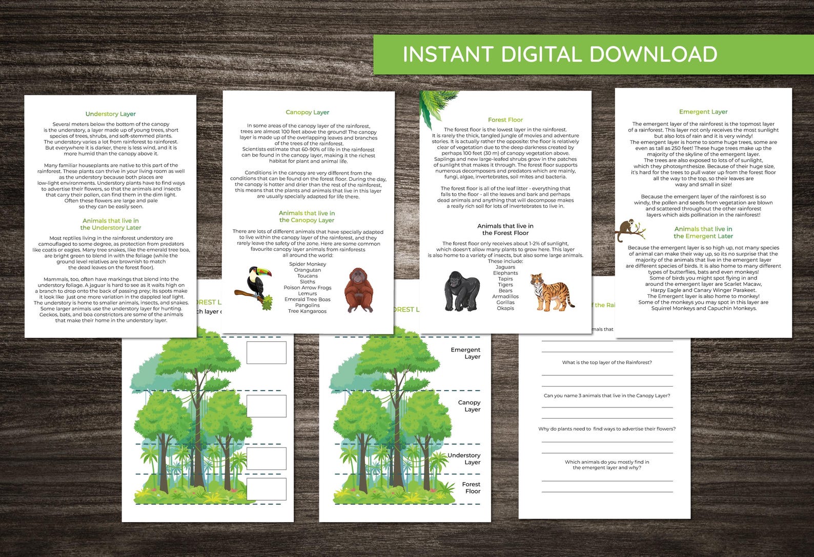 Rainforest Layers Activity Fact Pack - Geography Educational Printable ...