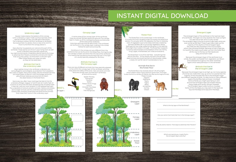 Rainforest Layers Activity Fact Pack - Geography Educational Printable ...