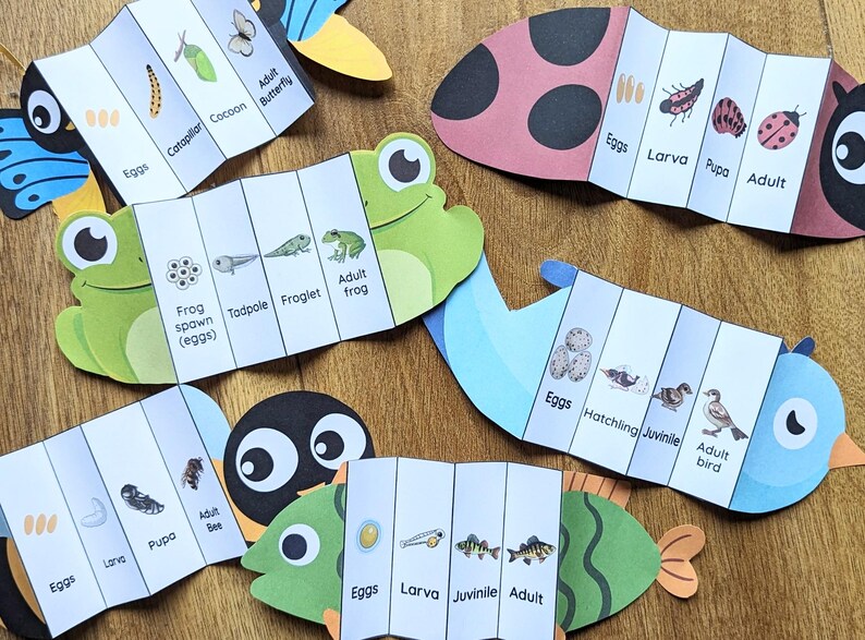 Life Cycle Fold Out Insect Bird Fish Frog Bee Fish - Instant Digital ...