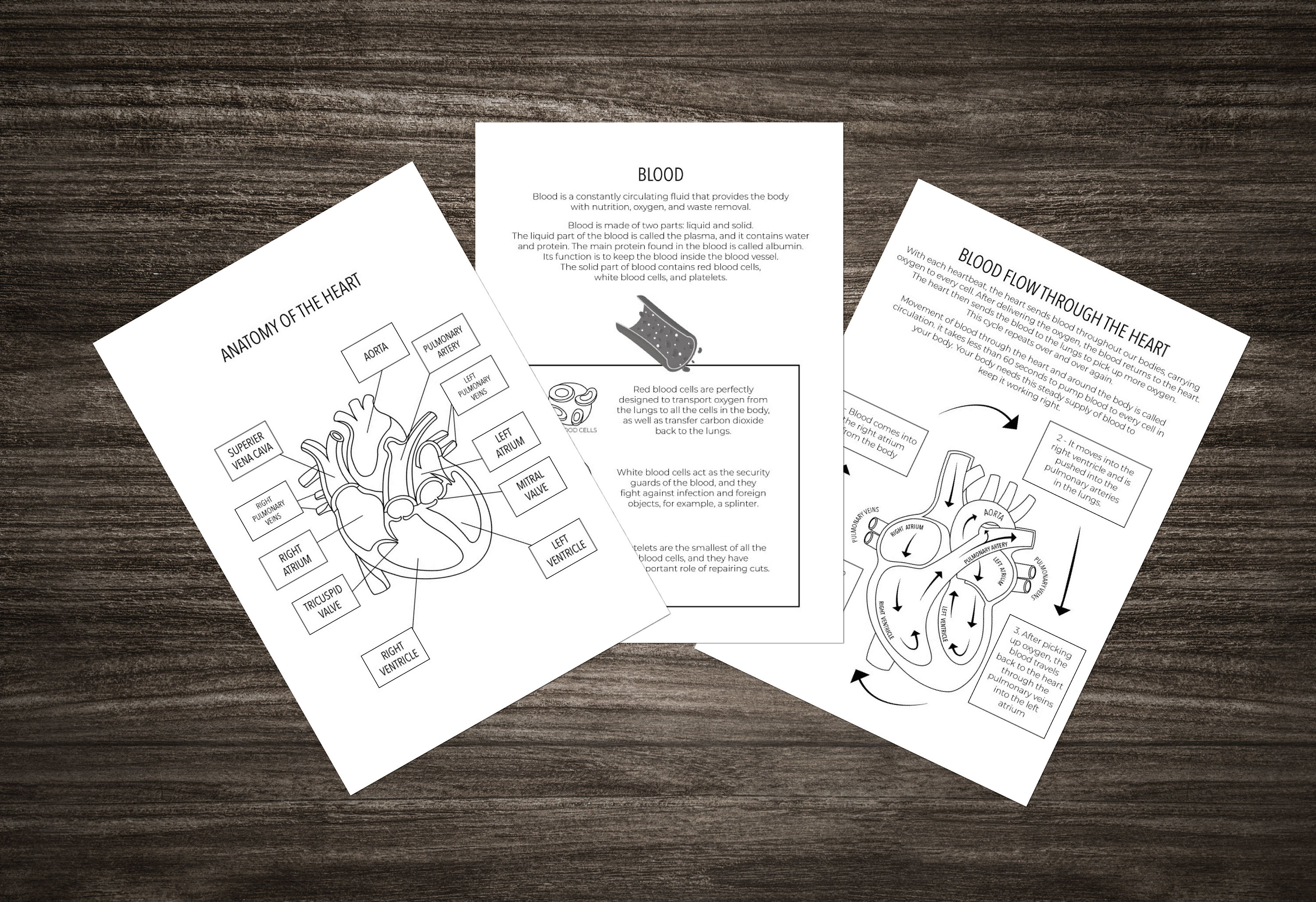 Heart Circulatory System Unit Study Pack Biology Science Digital ...