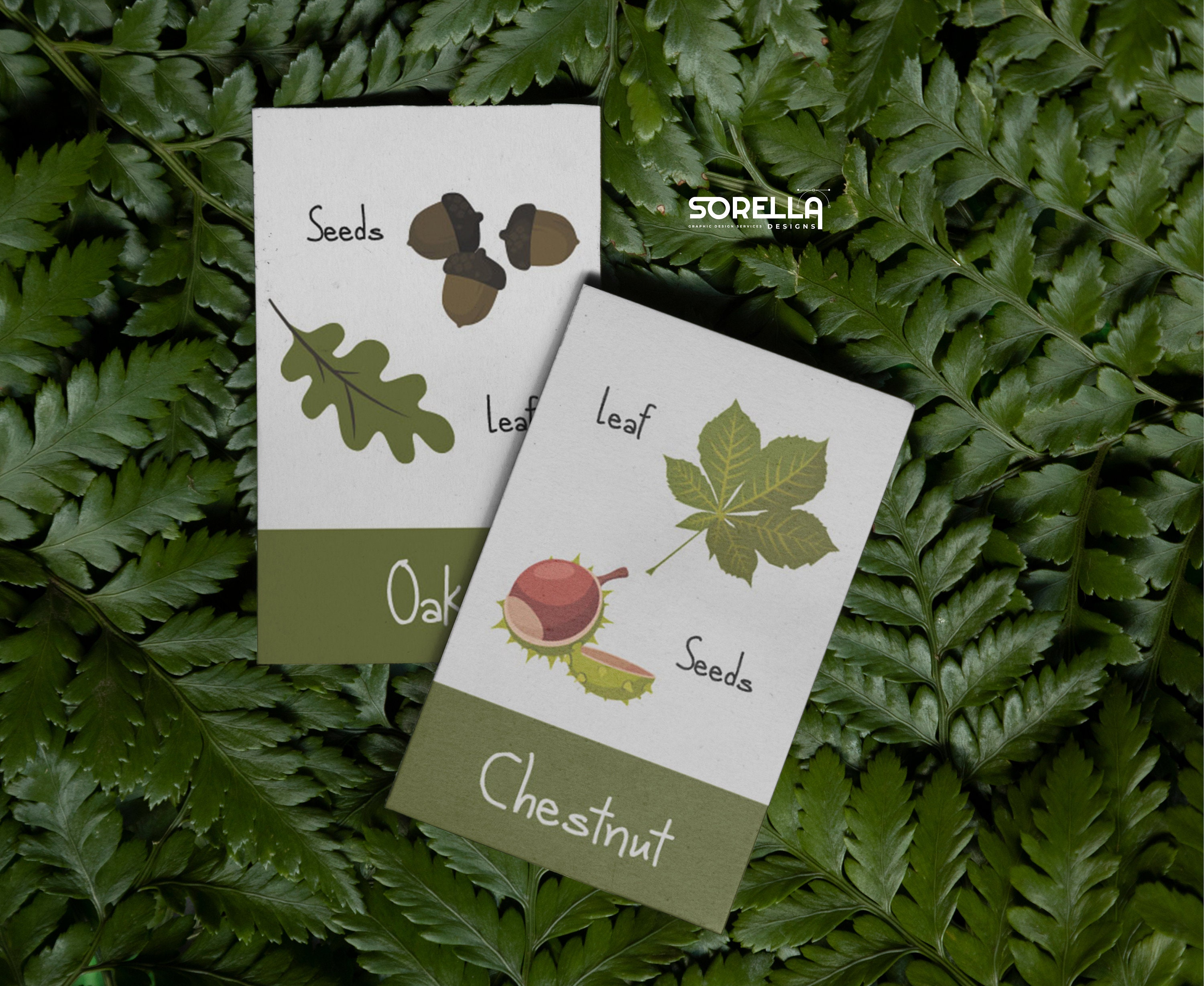 Nature Tree Leaf Seed Identification Cards Forest School Home School ...