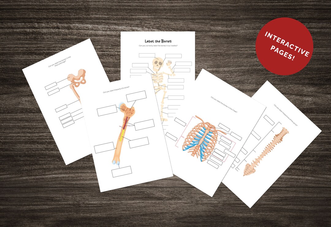 Skeletal System Study Pack: Biology & Science Learning (digital ...