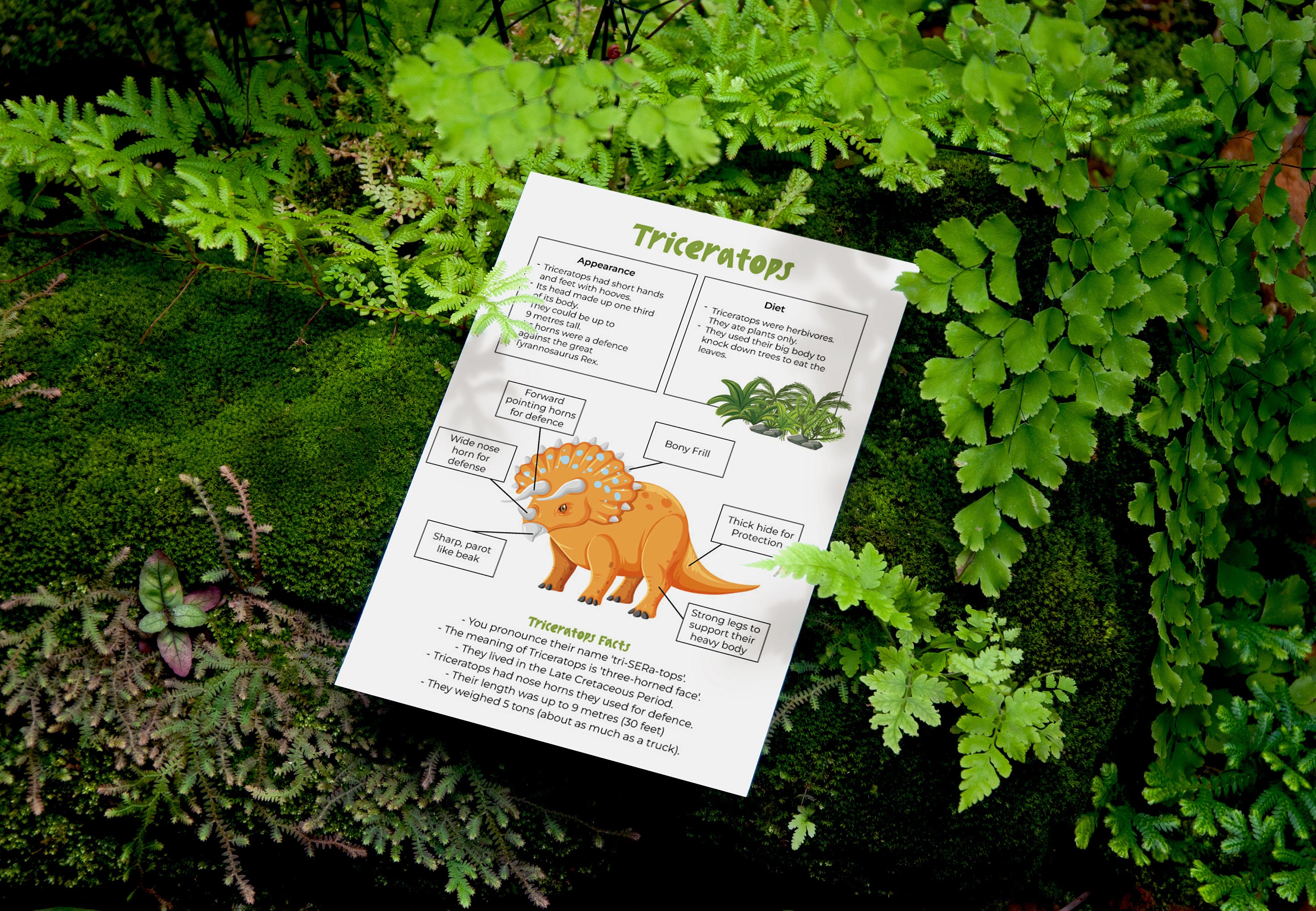 Dinosaur Unit Study: Flash Cards & Quiz (digital Download) - Etsy