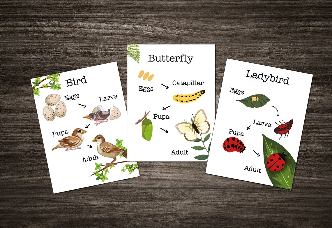 Nature Flash Cards Life Cycle Printable biology Instant Download ...