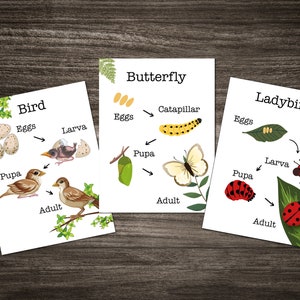 Nature Flash Cards Life Cycle Printable biology Instant Download ...