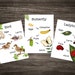 Nature Flash Cards Life Cycle Printable biology Instant Download ...