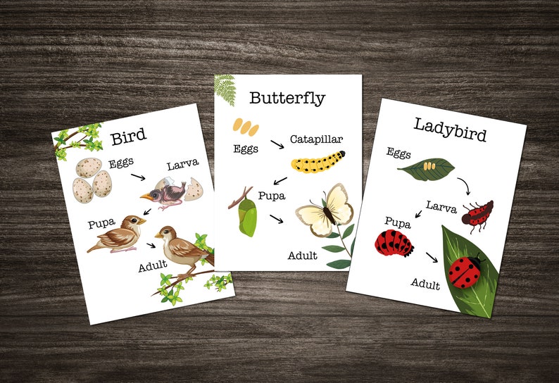 Nature Flash Cards Life Cycle Printable biology Instant Download ...