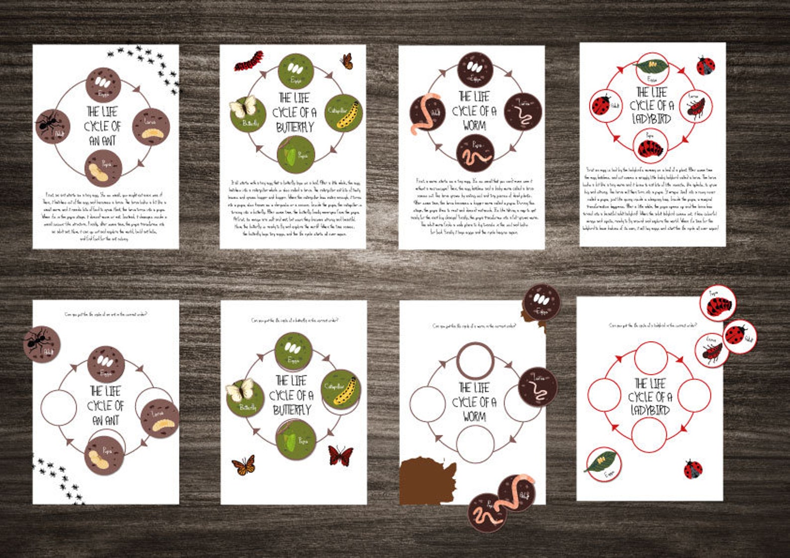 Life Cycle Activity Sheets Unit Study Pack Forest School Home School ...