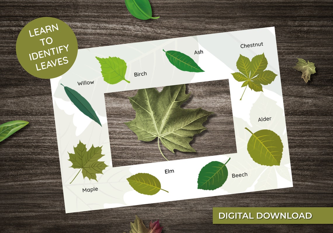 Tree Leaf & Seed Identification Cards: Forest School Printable (digital ...
