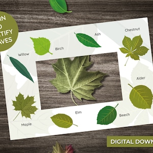 Nature Tree Leaf Seed Identification Cards and Sheets - Forest School ...