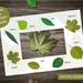 Tree Leaf & Seed Identification Cards: Forest School Printable (digital ...